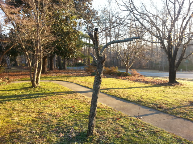 The lesson of the survivor tree | Chip Away